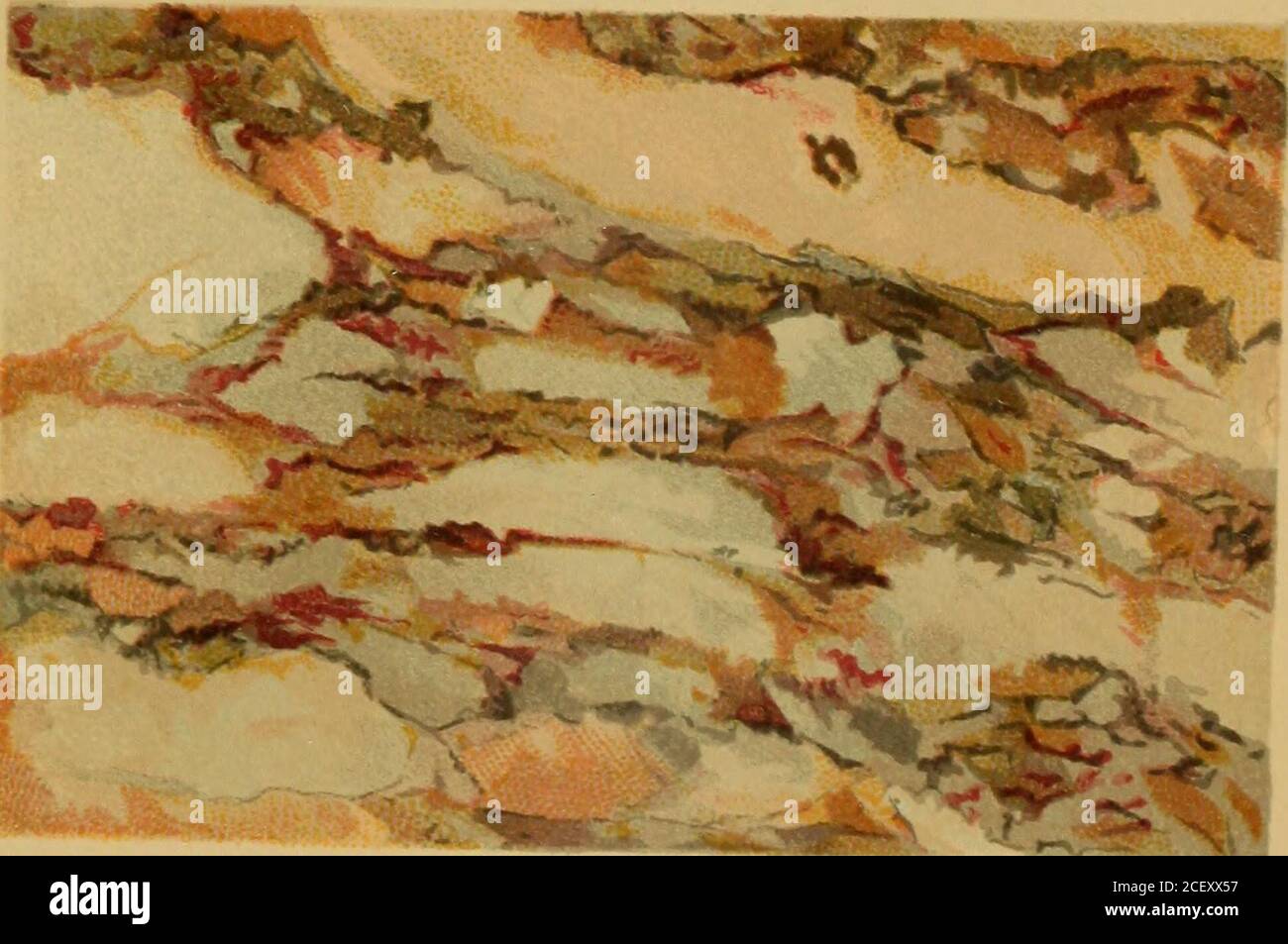 . History and uses of limestones and marbles;. Sette Basi. Aemitbonc a ...