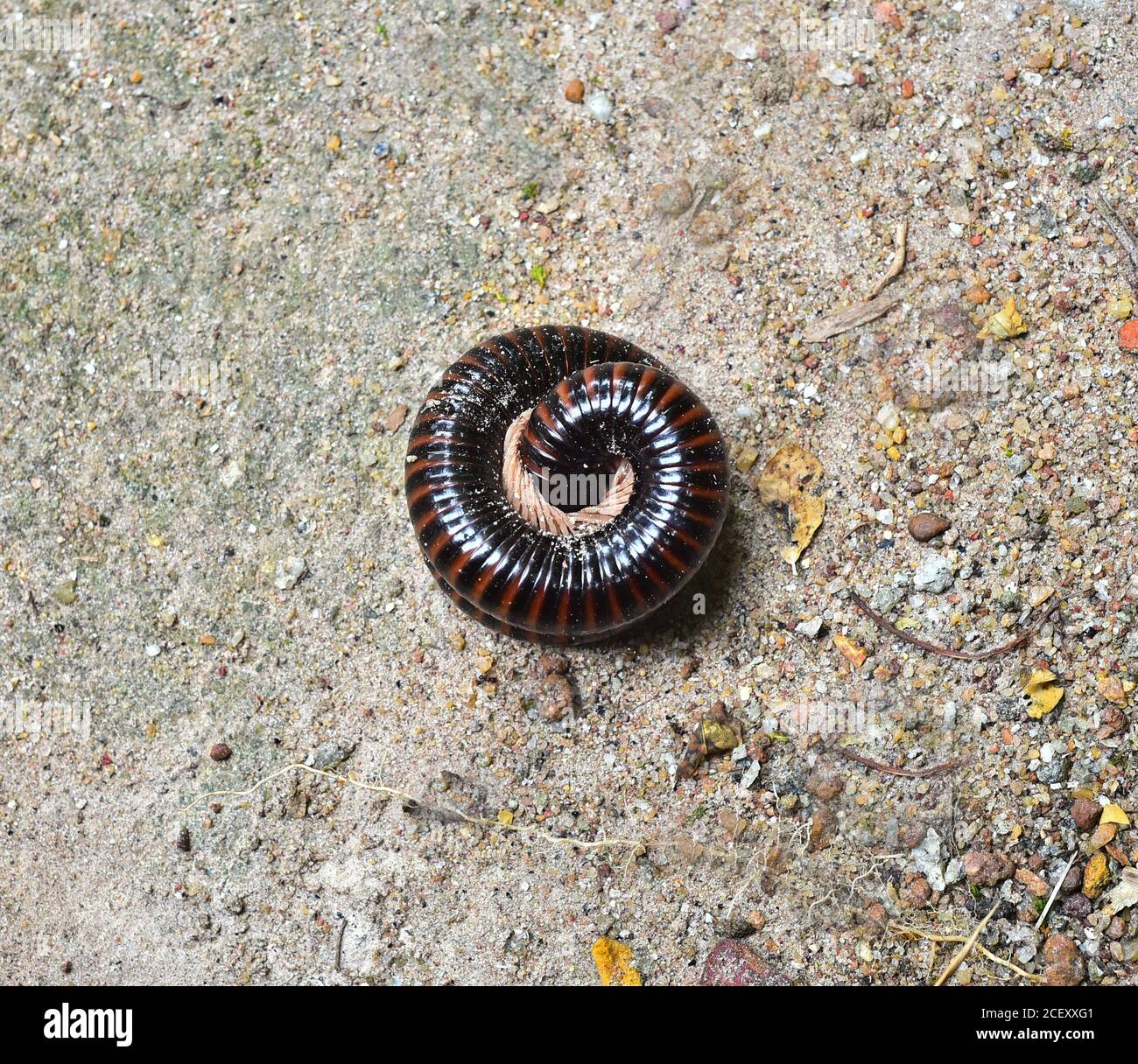 curled giant millipede Stock Photo - Alamy