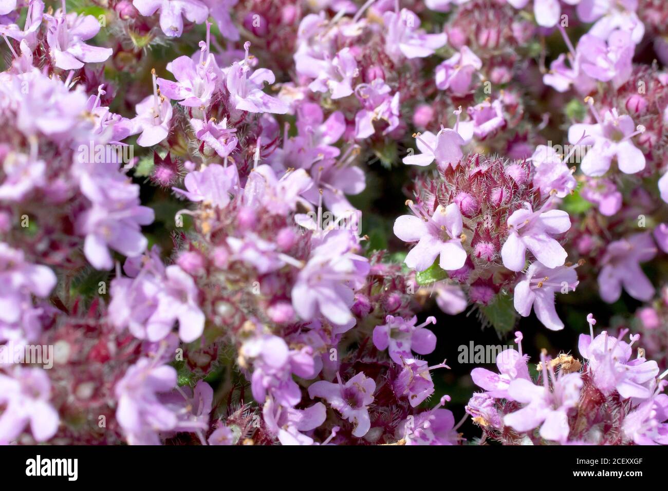 Wild Thyme (thymus polytrichus), close up showing the tiny pink flowers ...