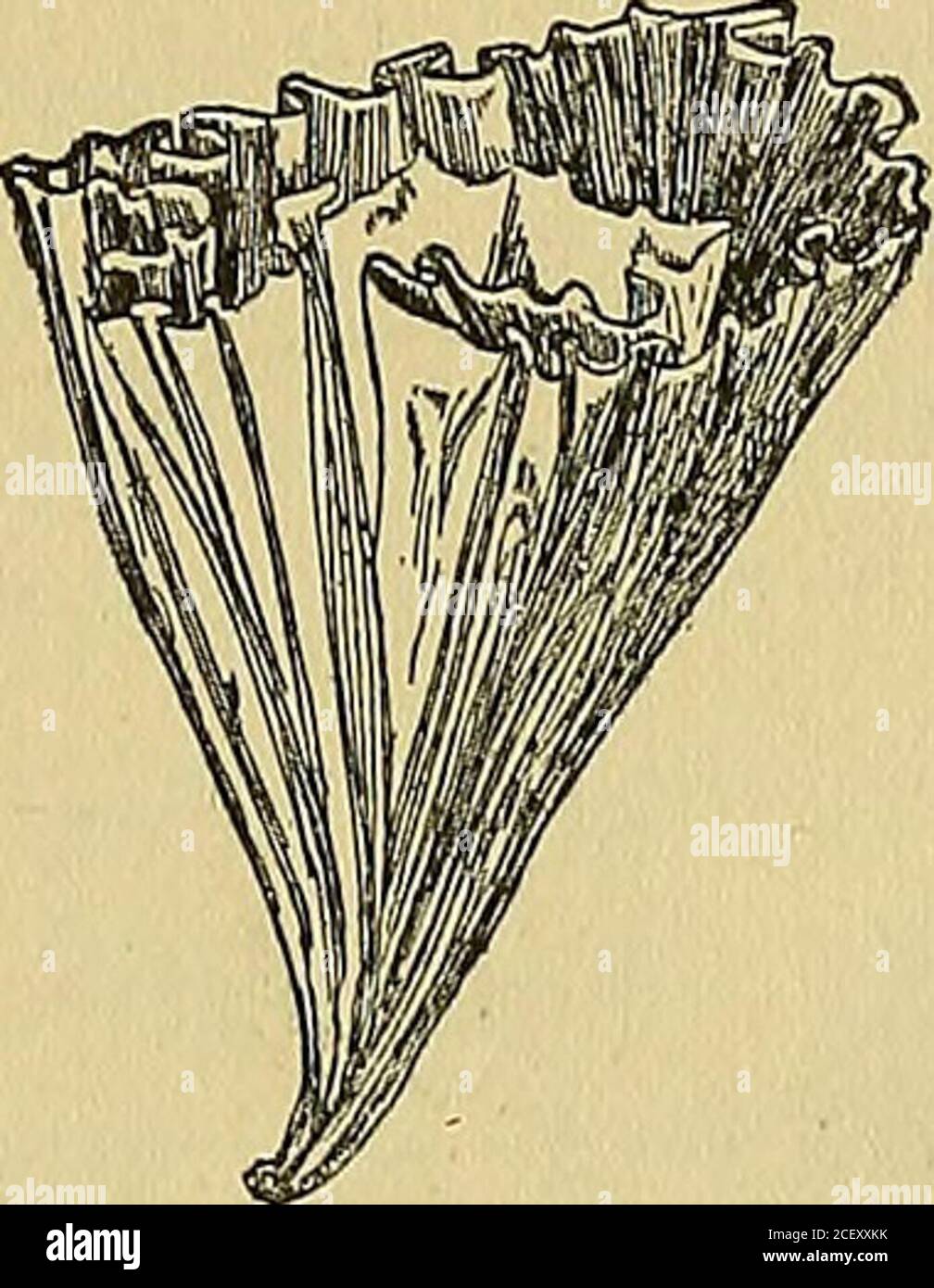 . Things worth doing and how to do them. Fig. 138.—Paper holy hock ...