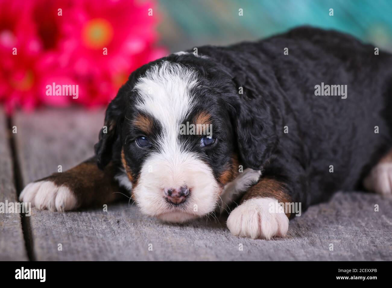 F1 Tri-colored Mini Bernedoodle Puppy laying on wood in front of basket ...