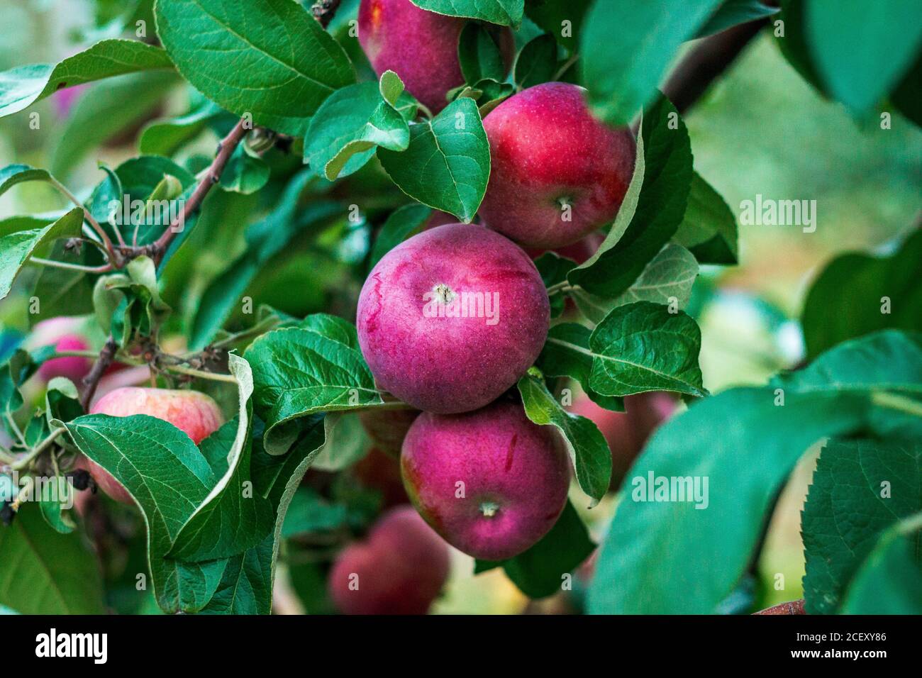 bunch of apples on a tree in an orchard Stock Photo - Alamy