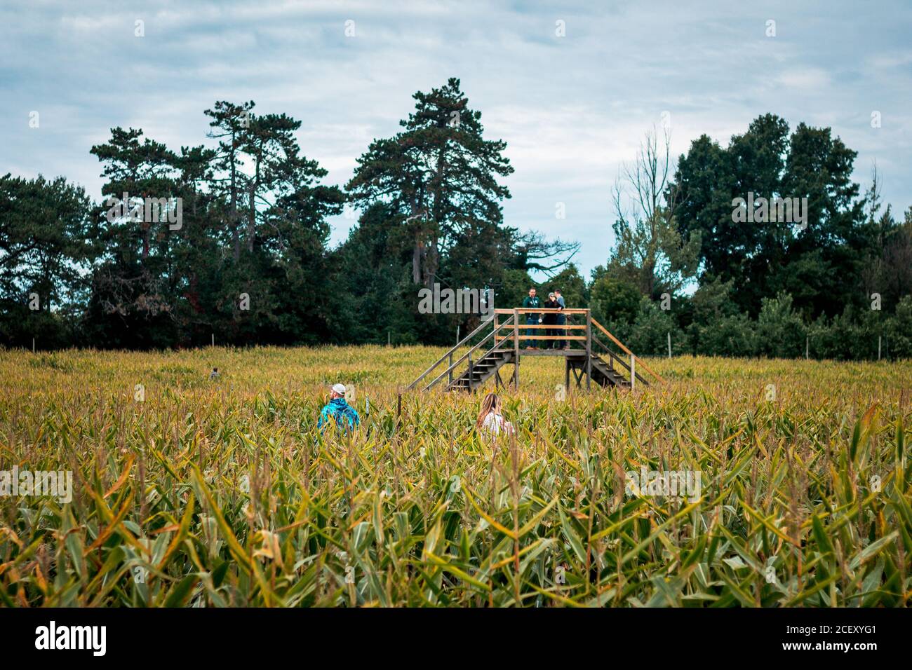 People lost in a corn maze at an orchard in Michigan Stock Photo - Alamy