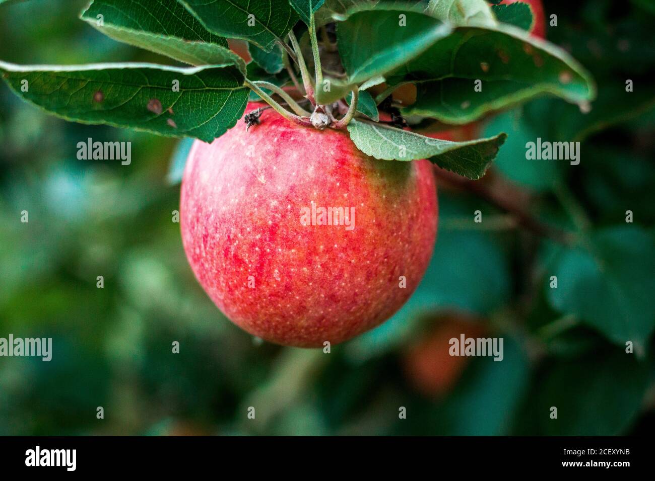 Grand park orchard hi-res stock photography and images - Alamy