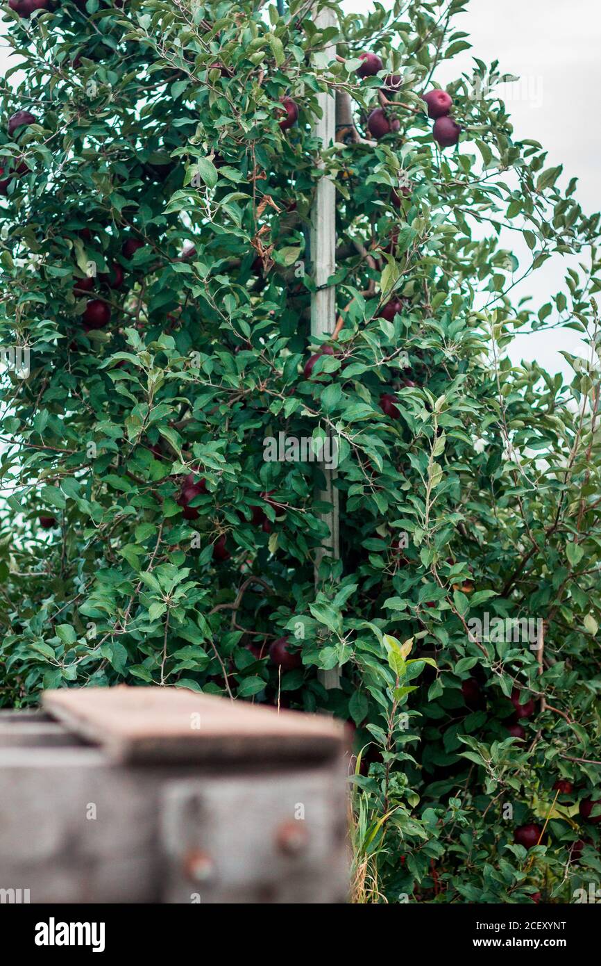 Ripe apples ready to pick off of an apple tree in Michigan Stock Photo ...