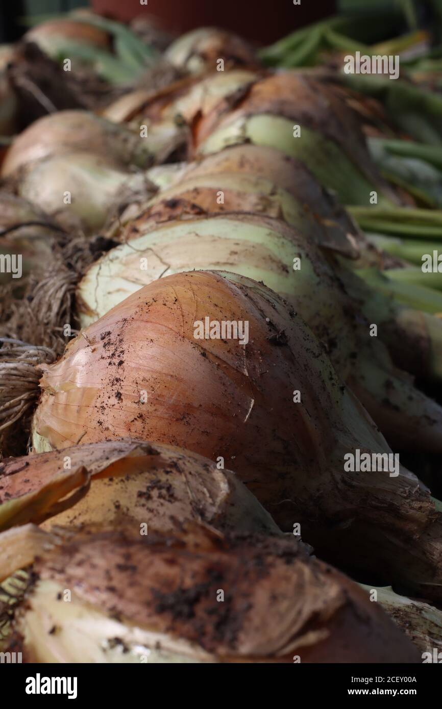 Home grown onions hi-res stock photography and images - Alamy