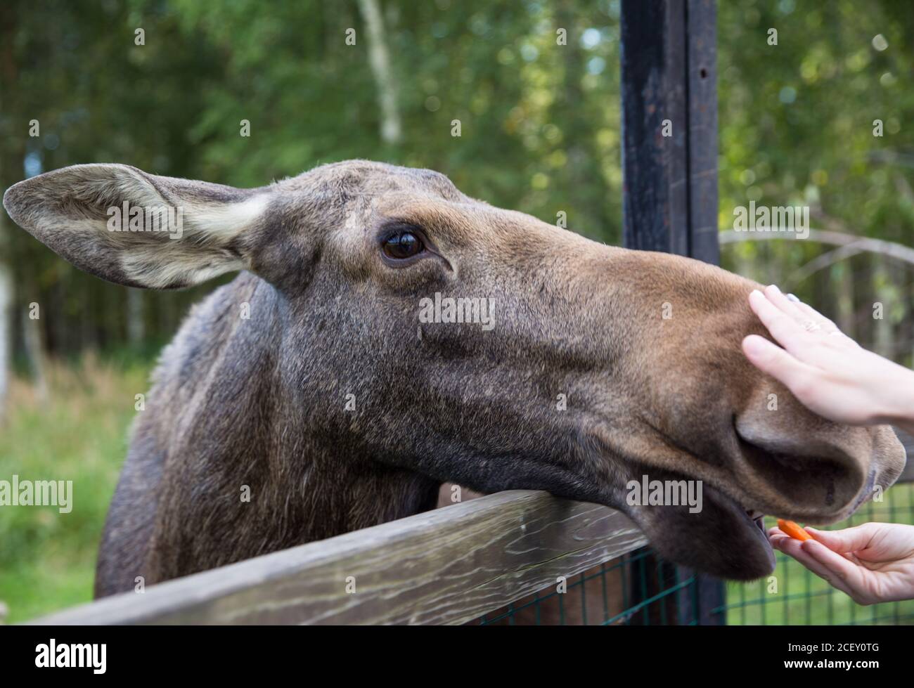 Closeup portrait of funny curious head of a moose or Eurasian elk with ...