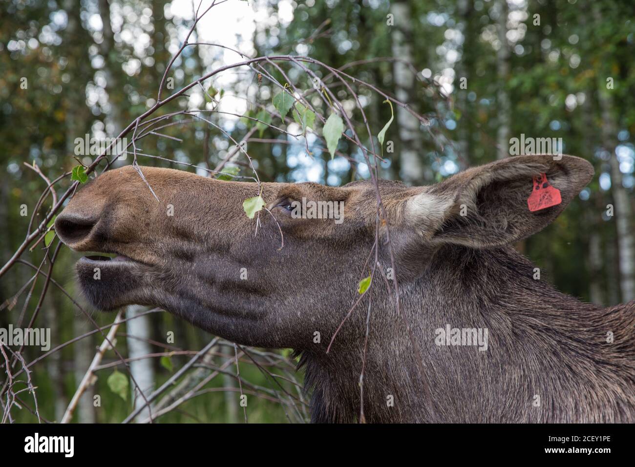 Close up moose nose hi-res stock photography and images - Alamy