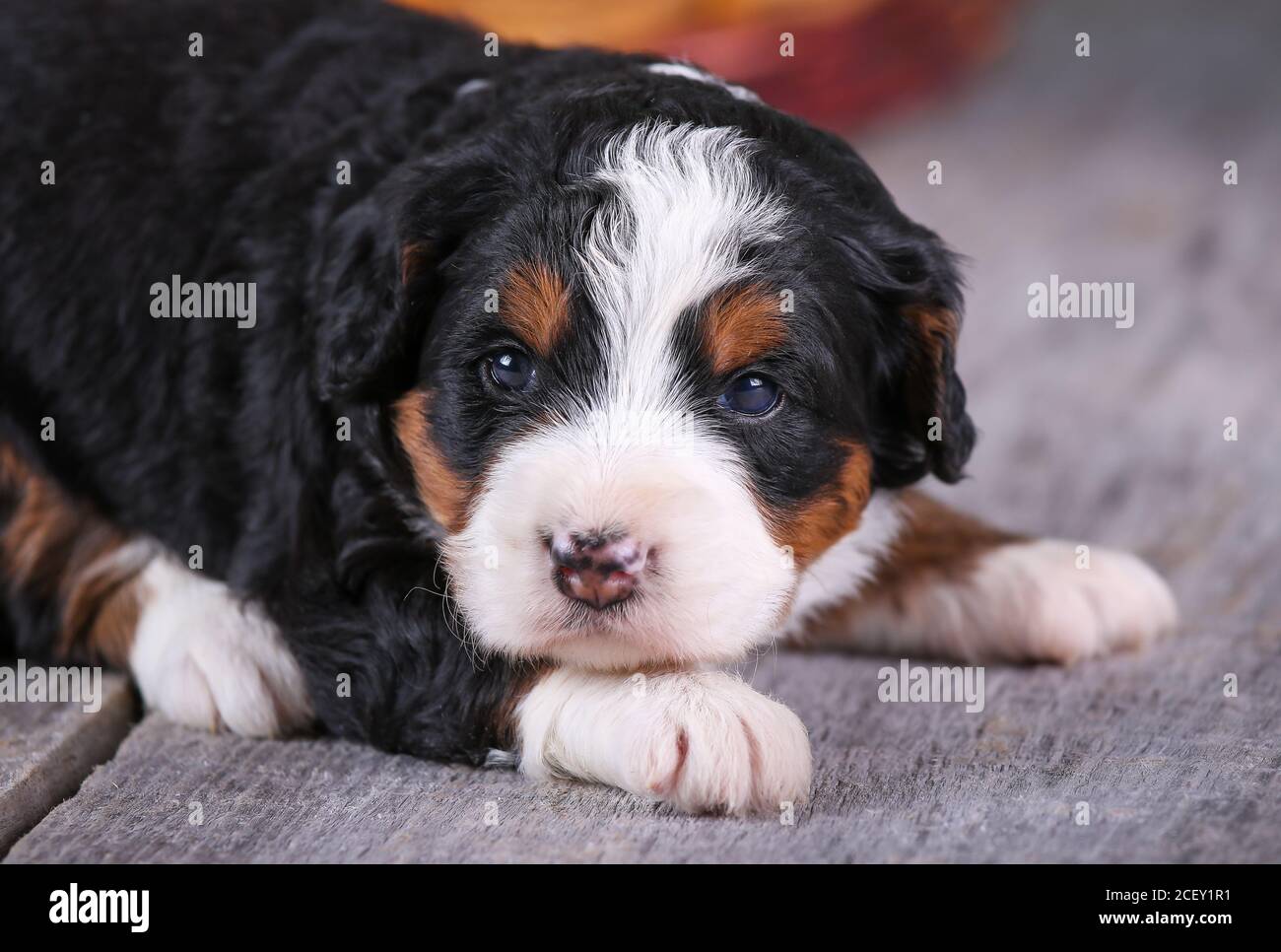 F1 Tri-colored Mini Bernedoodle Puppy laying on wood in front of basket ...