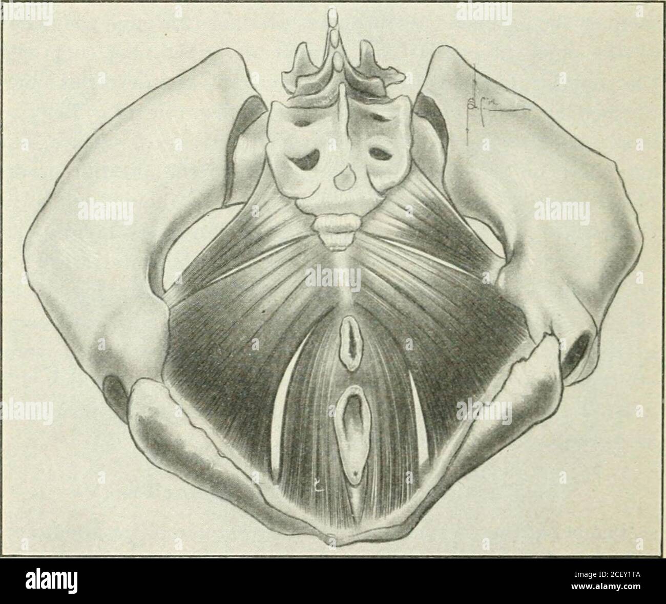 . A manual of gynæcology and pelvic surgery, for students and ...