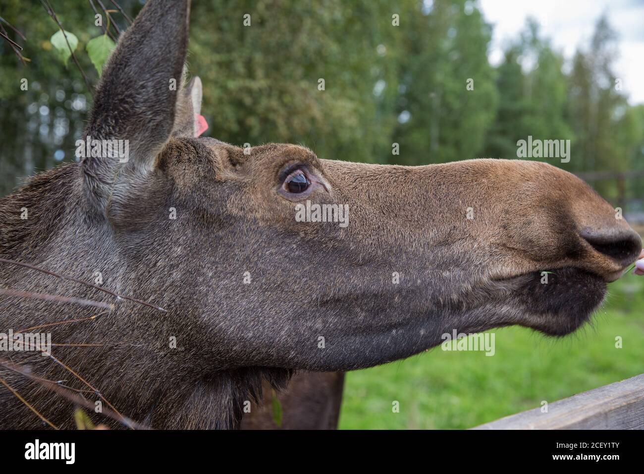 Close up moose nose hi-res stock photography and images - Alamy