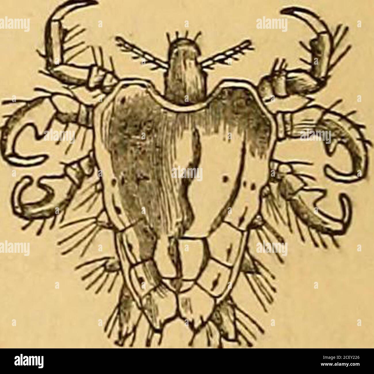 Phthirius pubis hi-res stock photography and images - Alamy