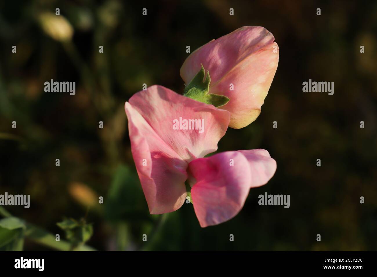 Pink sweetpeas garden hi-res stock photography and images - Alamy