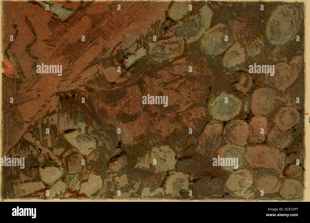 Chambered nautilus shells hi-res stock photography and images - Alamy