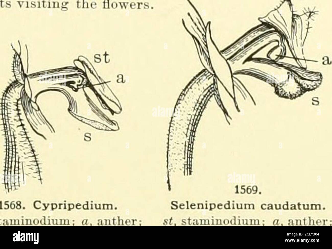 3 Lobed Stigma High Resolution Stock Photography and Images - Alamy
