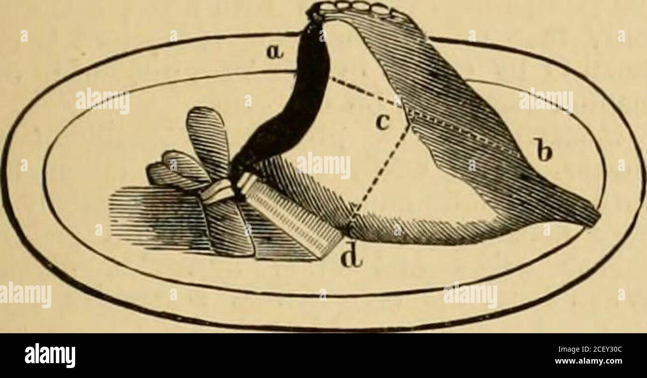 . A domestic cyclopædia of practical information ... Haunch of Mutton ...