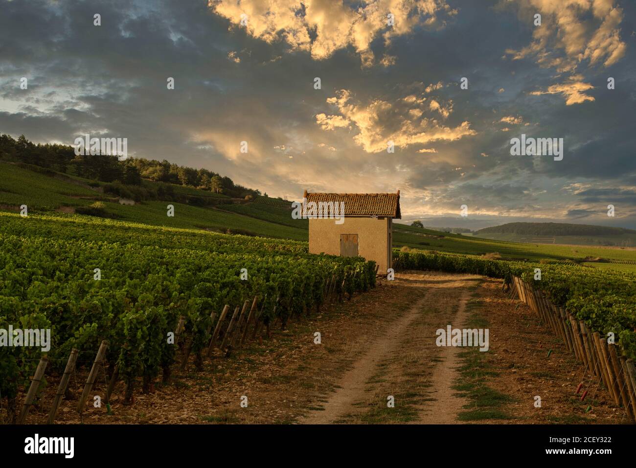Vineyard in Beaune, Burgundy, France Stock Photo - Alamy
