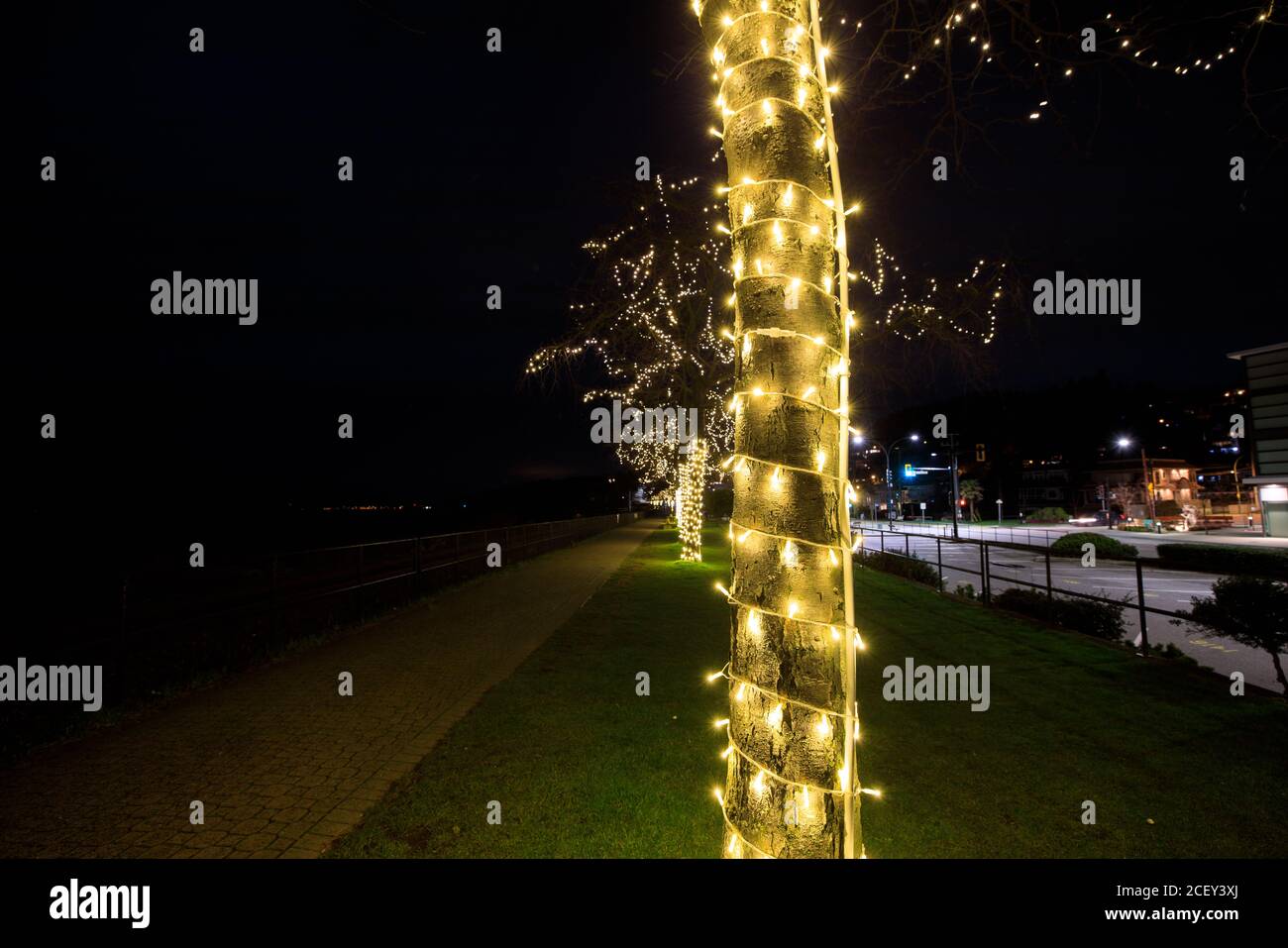 Trees along ocean lit up at night with led lights Stock Photo - Alamy