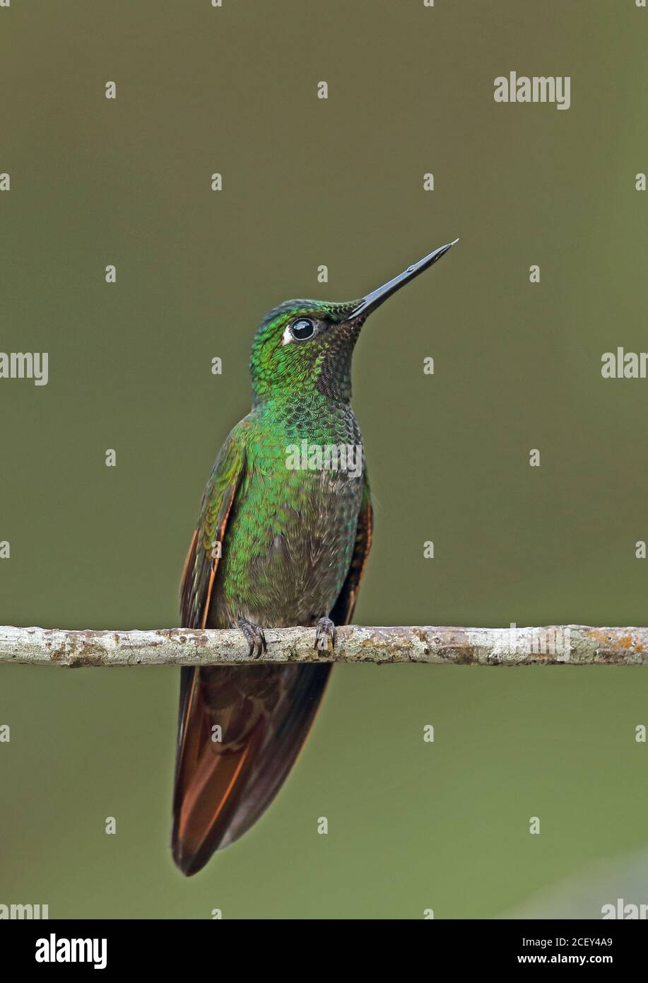 Brazilian Ruby (Clytolaema rubricauda) adult male perched on twig ...