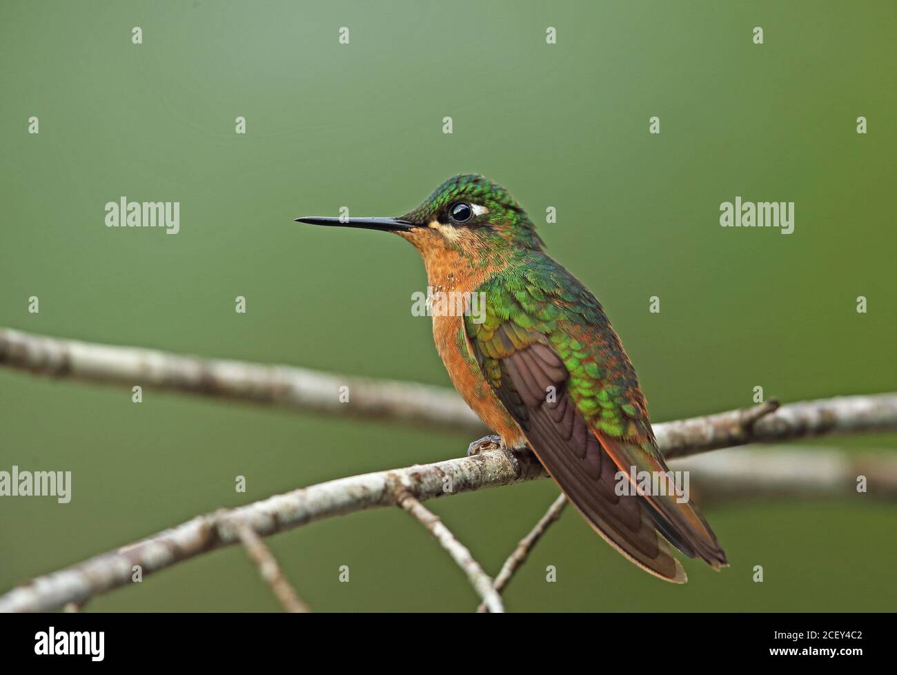 Brazilian Ruby (Clytolaema rubricauda) adult female perched on twig ...