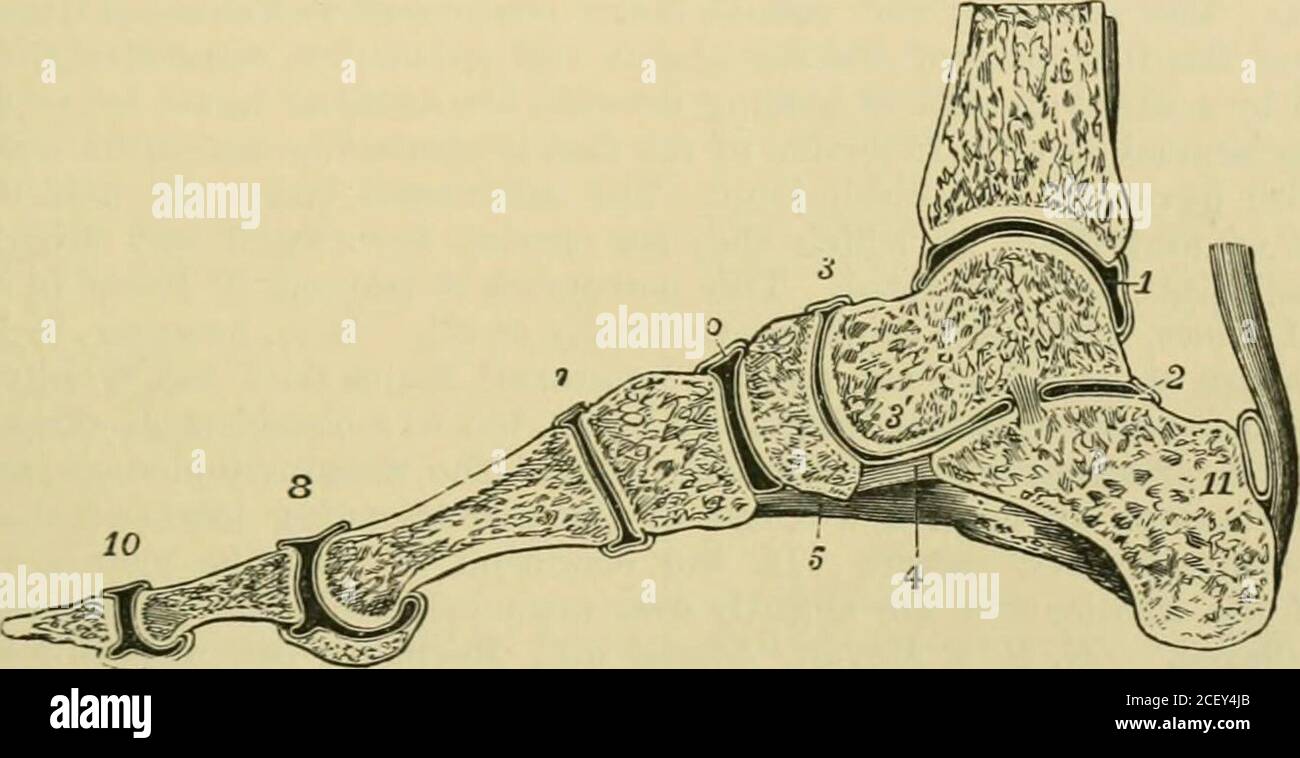 Interphalangeal ligaments hi-res stock photography and images - Alamy