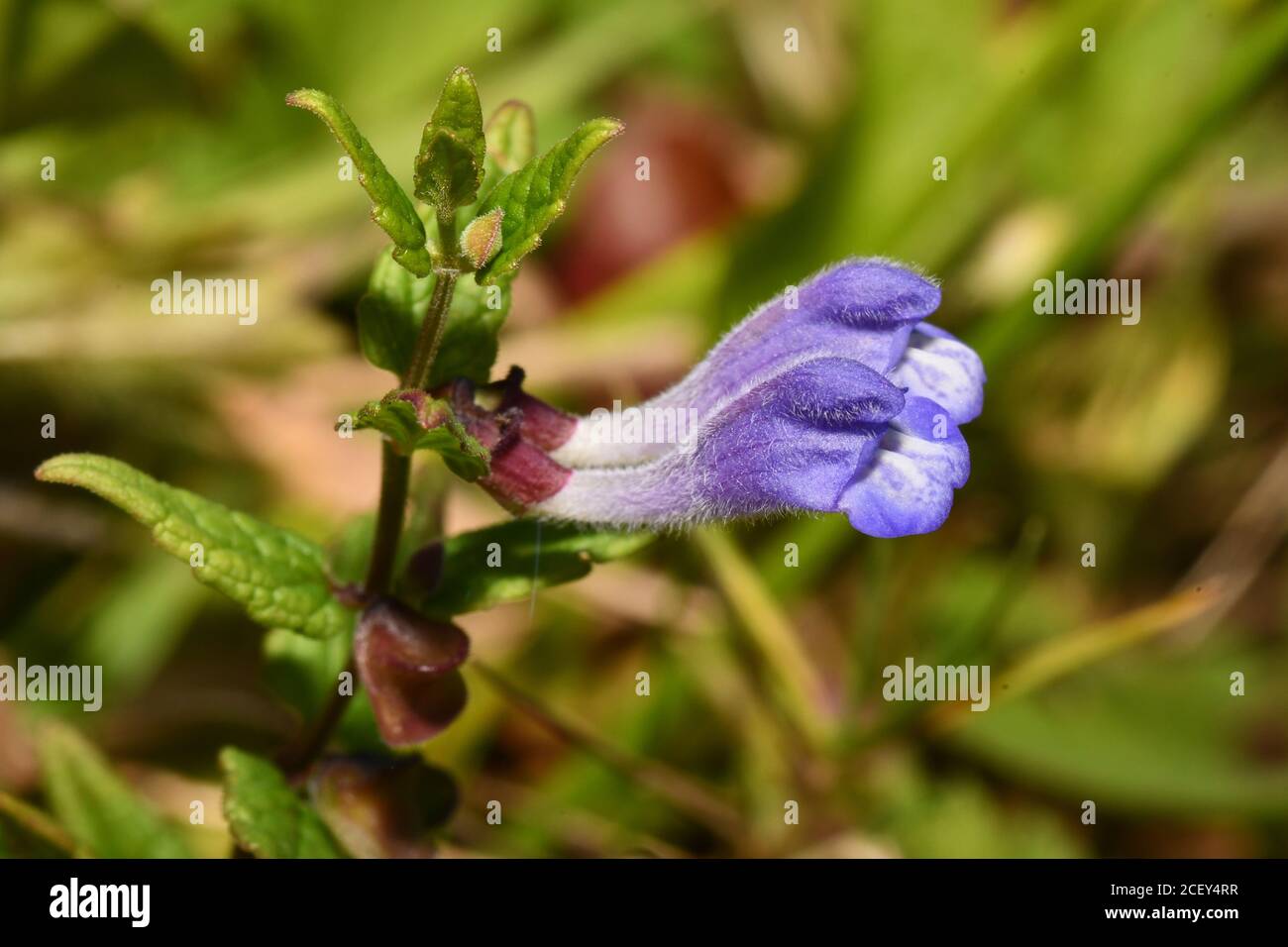 10mm long flower hi-res stock photography and images - Alamy