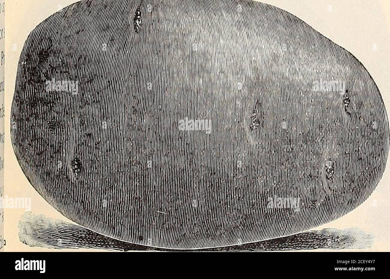 Walter Raleigh Potato High Resolution Stock Photography and Images - Alamy
