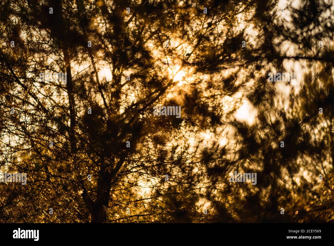 Shining through tall trees hi-res stock photography and images - Alamy