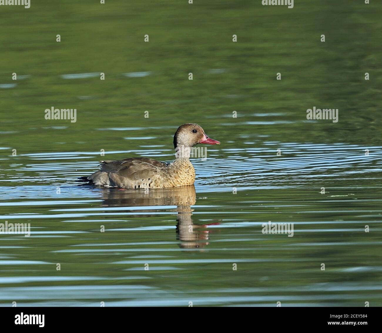 Amazonetta brasiliensis ipecutiri hi-res stock photography and images ...