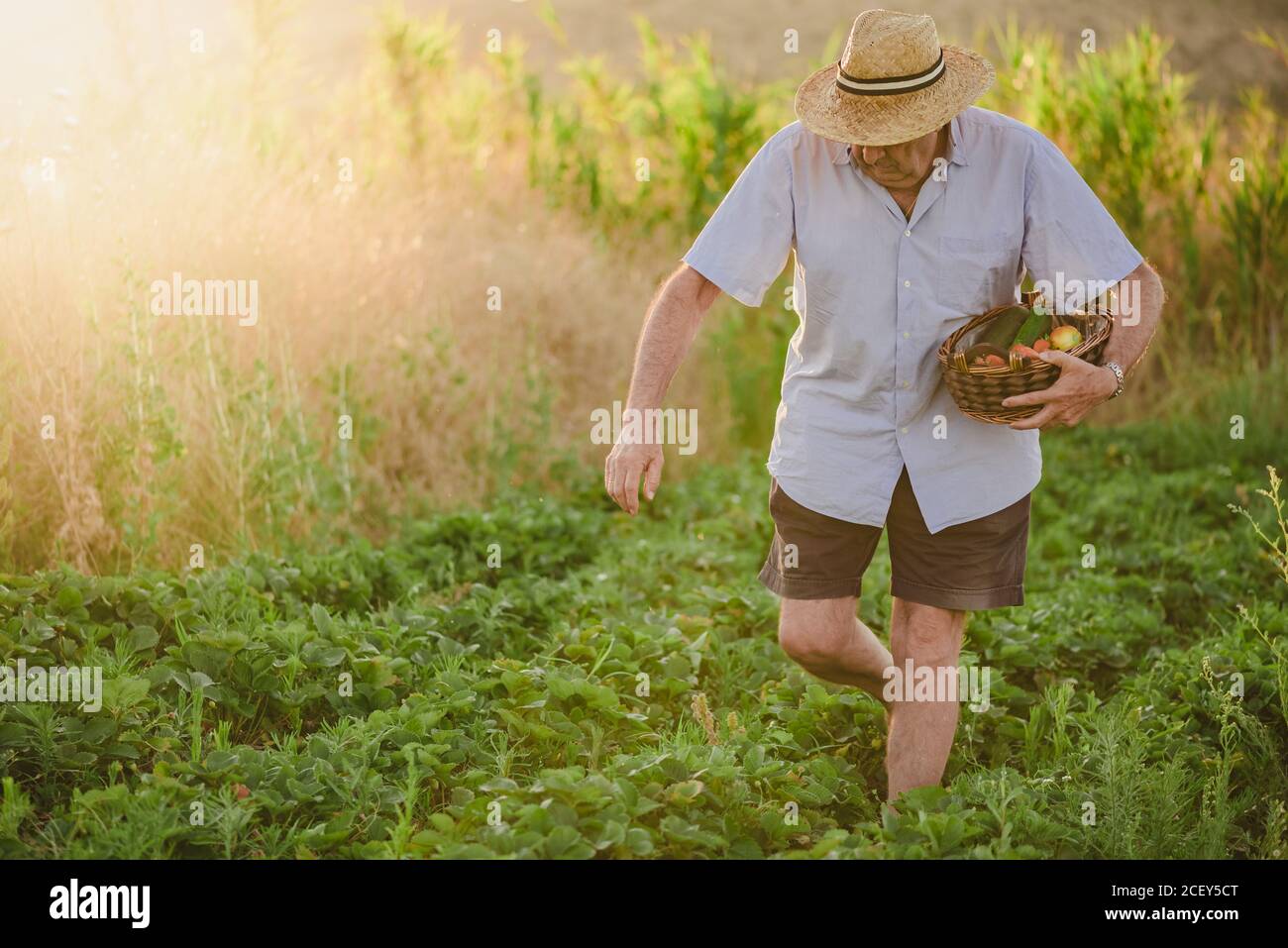 Aged male farmer walking barefoot with wicker basket of fresh fruits ...
