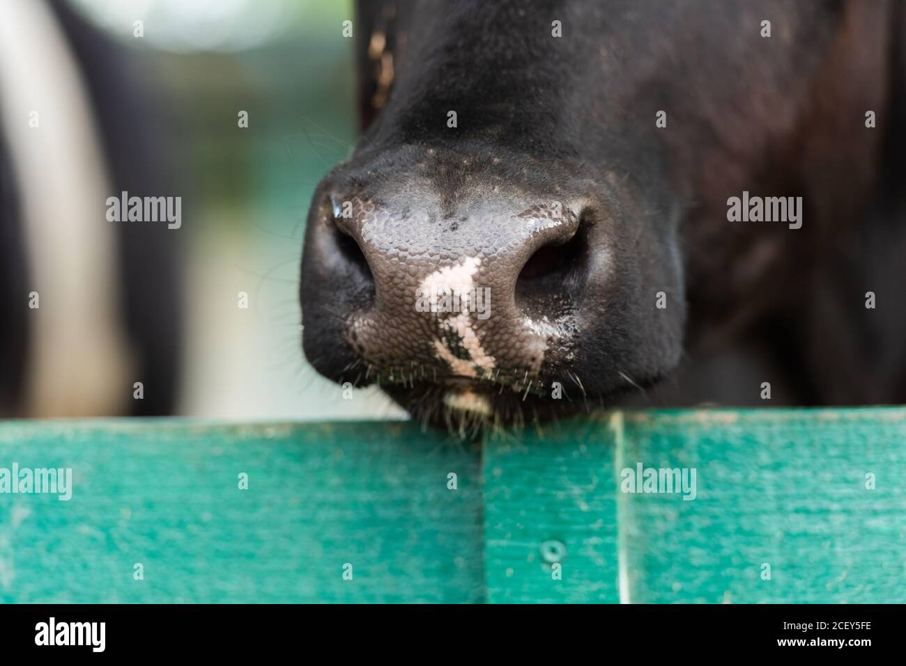 close up view of black and white spotted cow nose near wooden fence ...