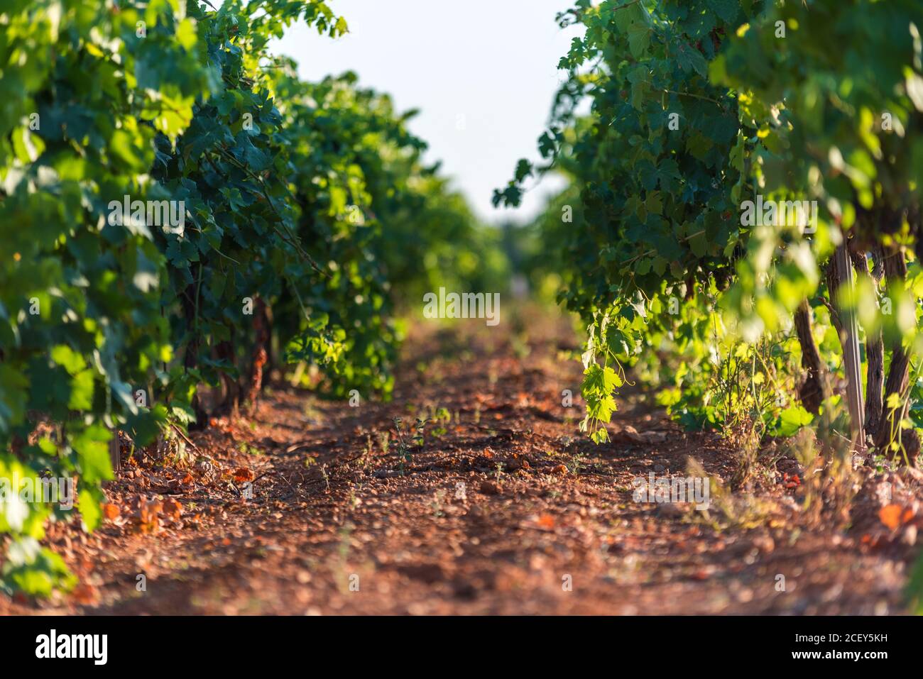 Row of bushes with green leaves on grape plantation against Stock Photo ...