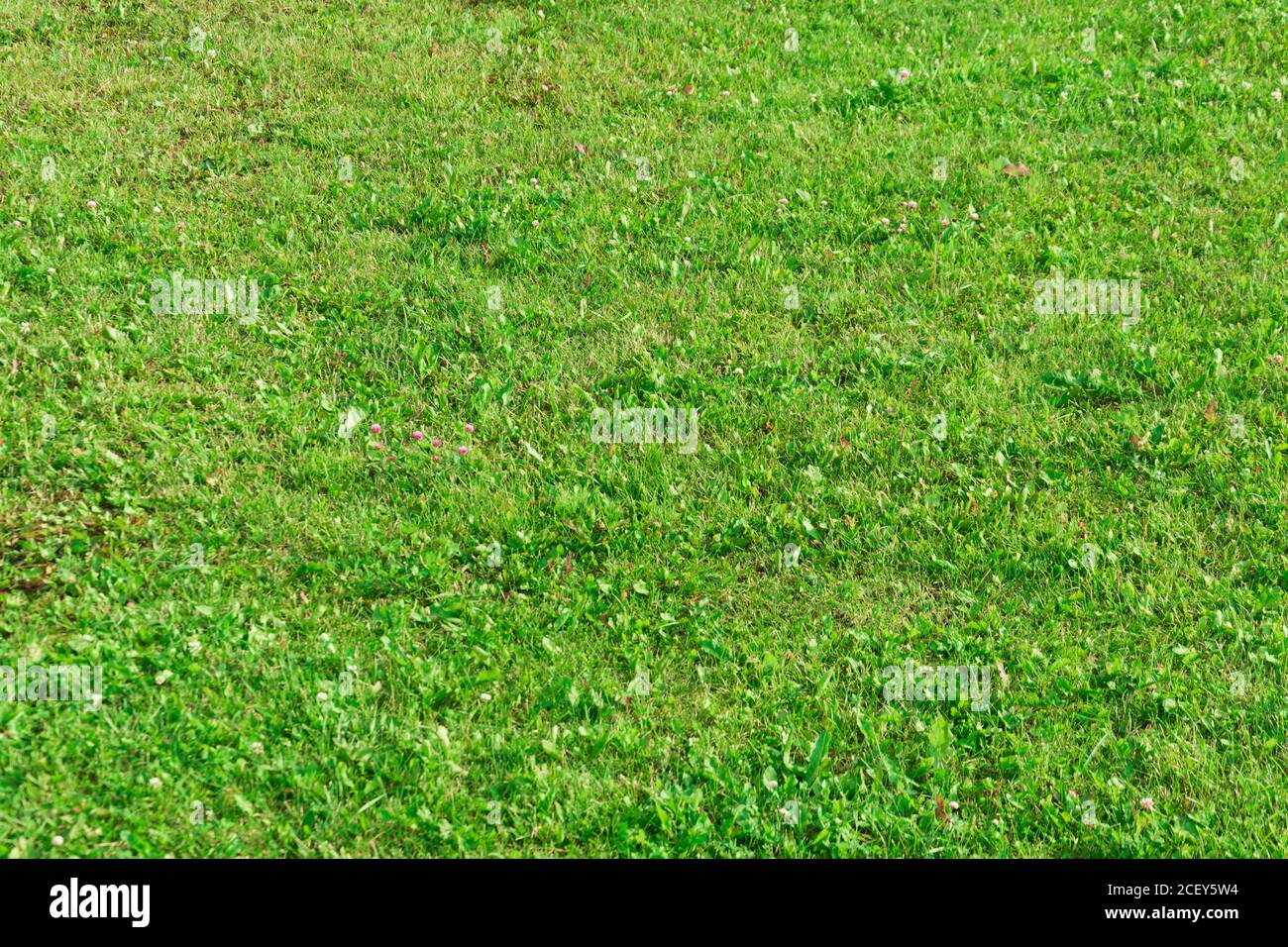 Lawn texture hi-res stock photography and images - Alamy