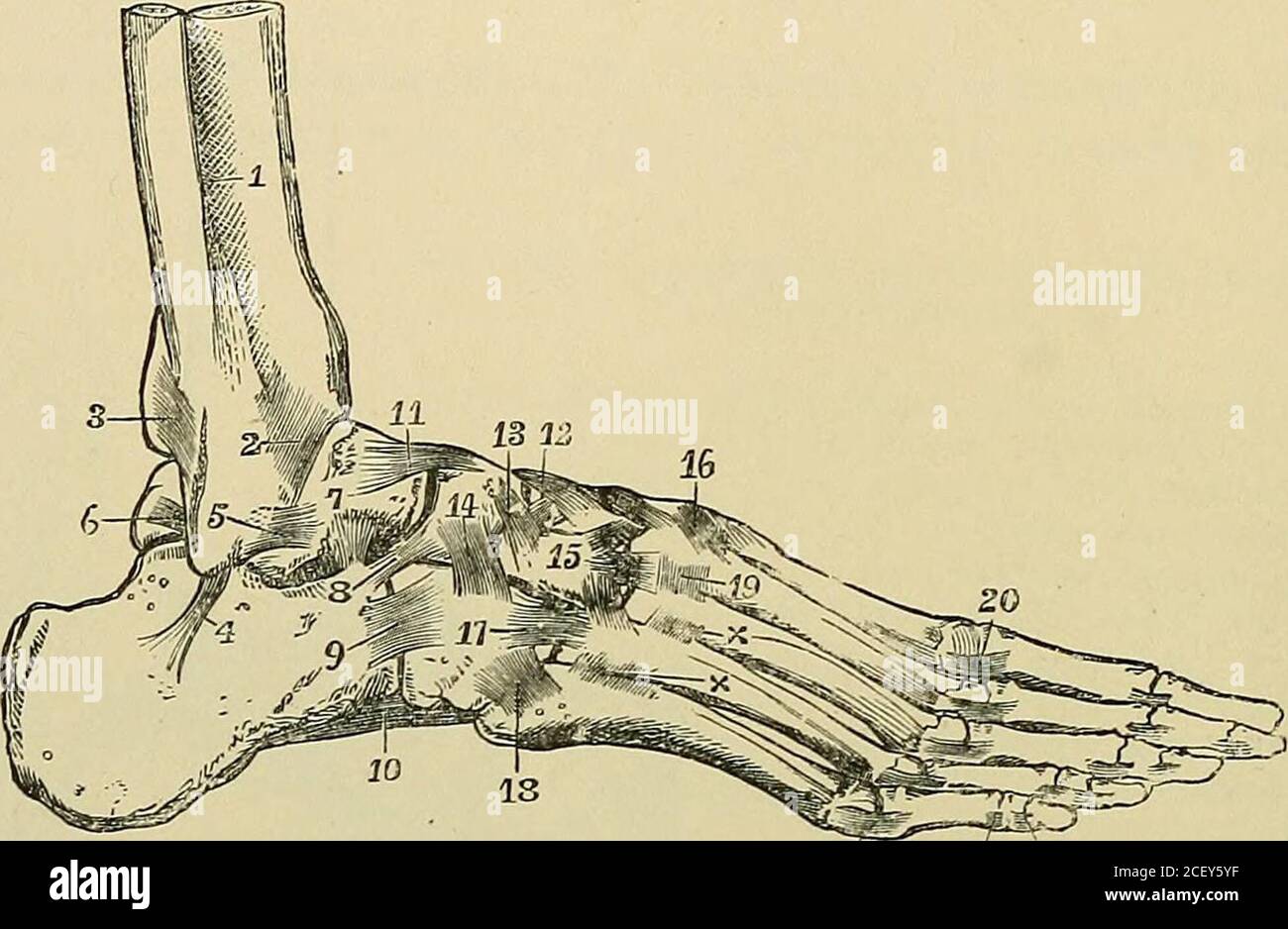. Quain's Elements of anatomy. Calcaxeo-ciiijoii) auticulatiox.—The ...