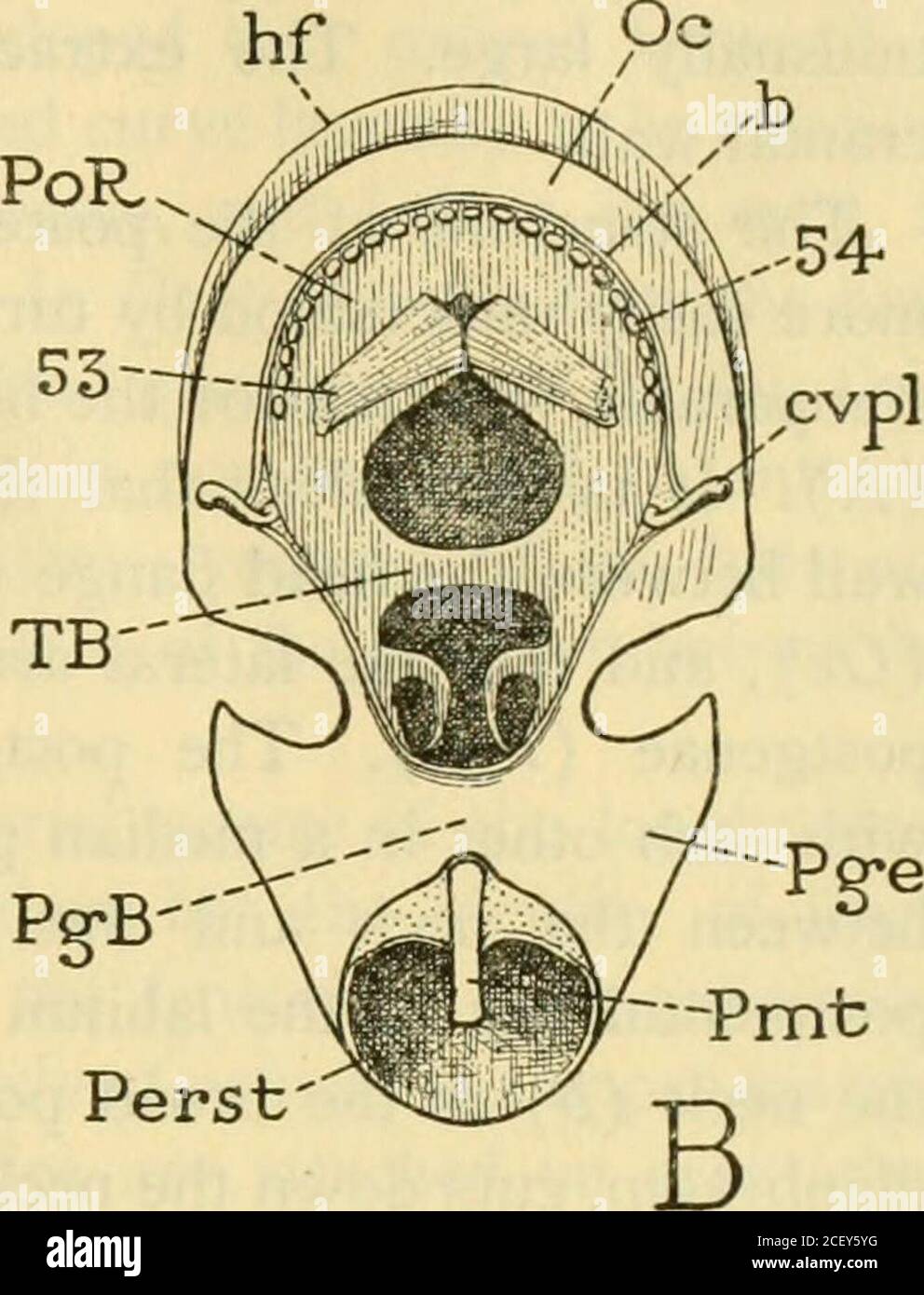 Pgb hi-res stock photography and images - Alamy