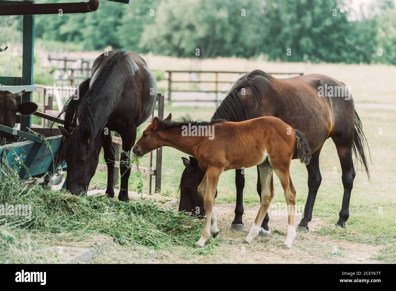 brown horses with cub eating hay on ranch Stock Photo - Alamy