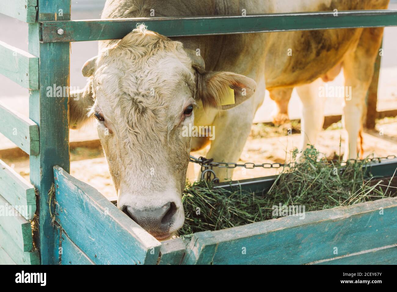 Cattle eating hay from hi-res stock photography and images - Alamy