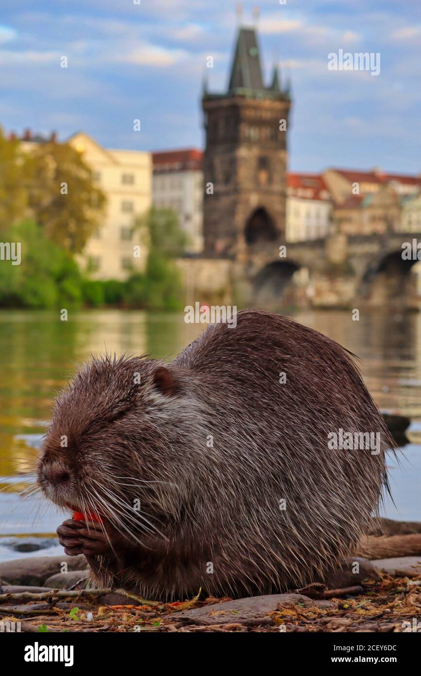 Nutria on the Vltava river shore with Old Town Bridge Tower and Charles ...