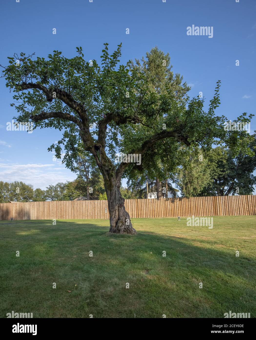 Large apple tree isolated historic Fort Langley Stock Photo - Alamy