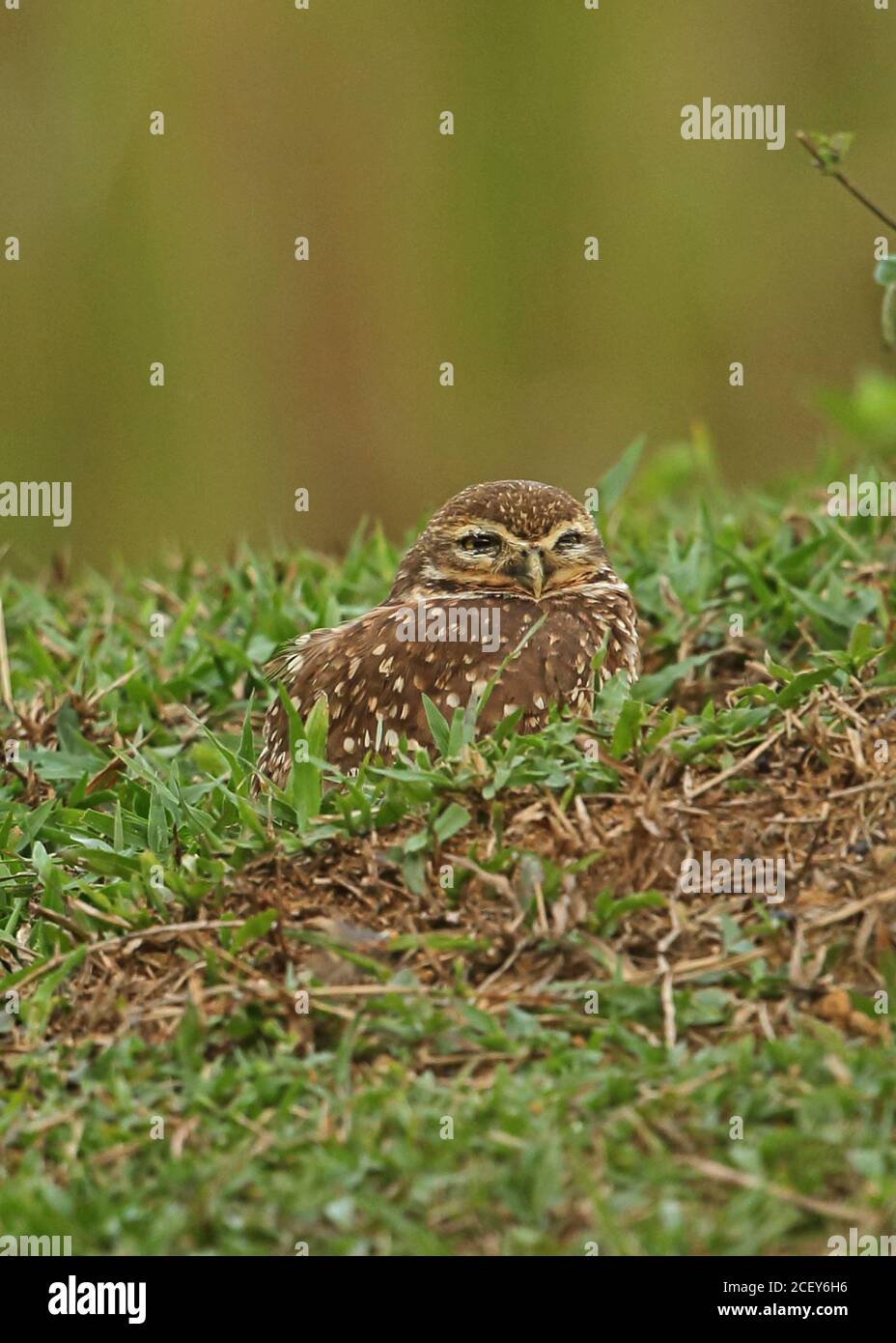 Burrowing Owl (Athene cunicularia grallaria) adult lying down in grassy ...
