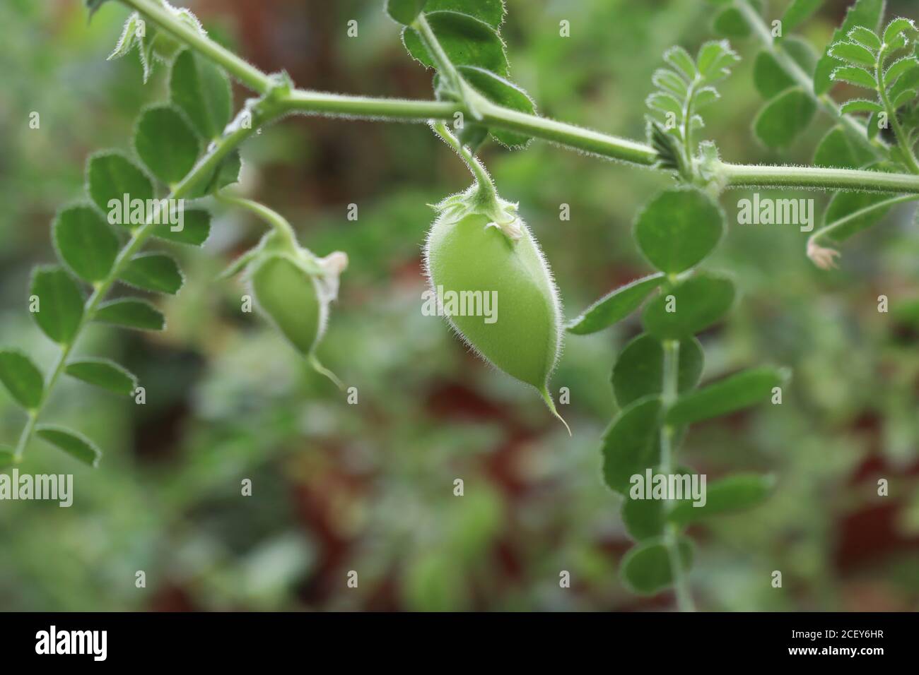 Chickpeas pods hanging from their plant. Hairy chickpea pod 4 Stock ...