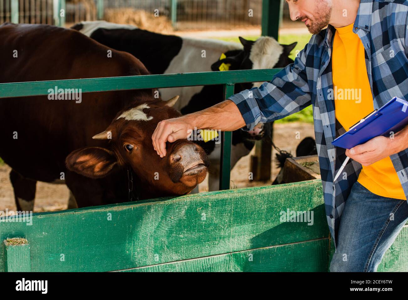 Farmer touching cow hi-res stock photography and images - Alamy