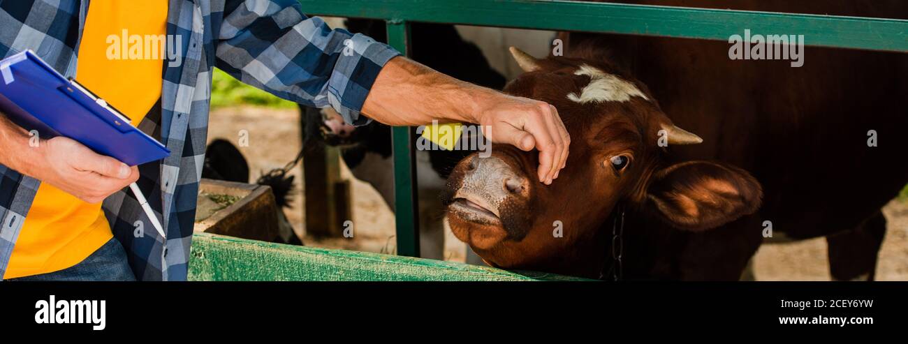 horizontal concept of farmer with clipboard touching head of cow on ...
