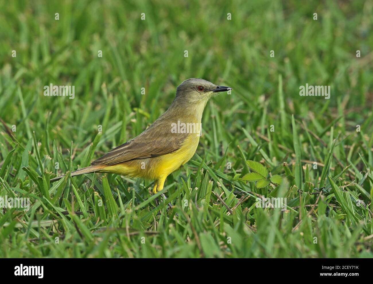 Cattle Tyrant (Machetornis rixosa rixosa) adult standing on short grass ...