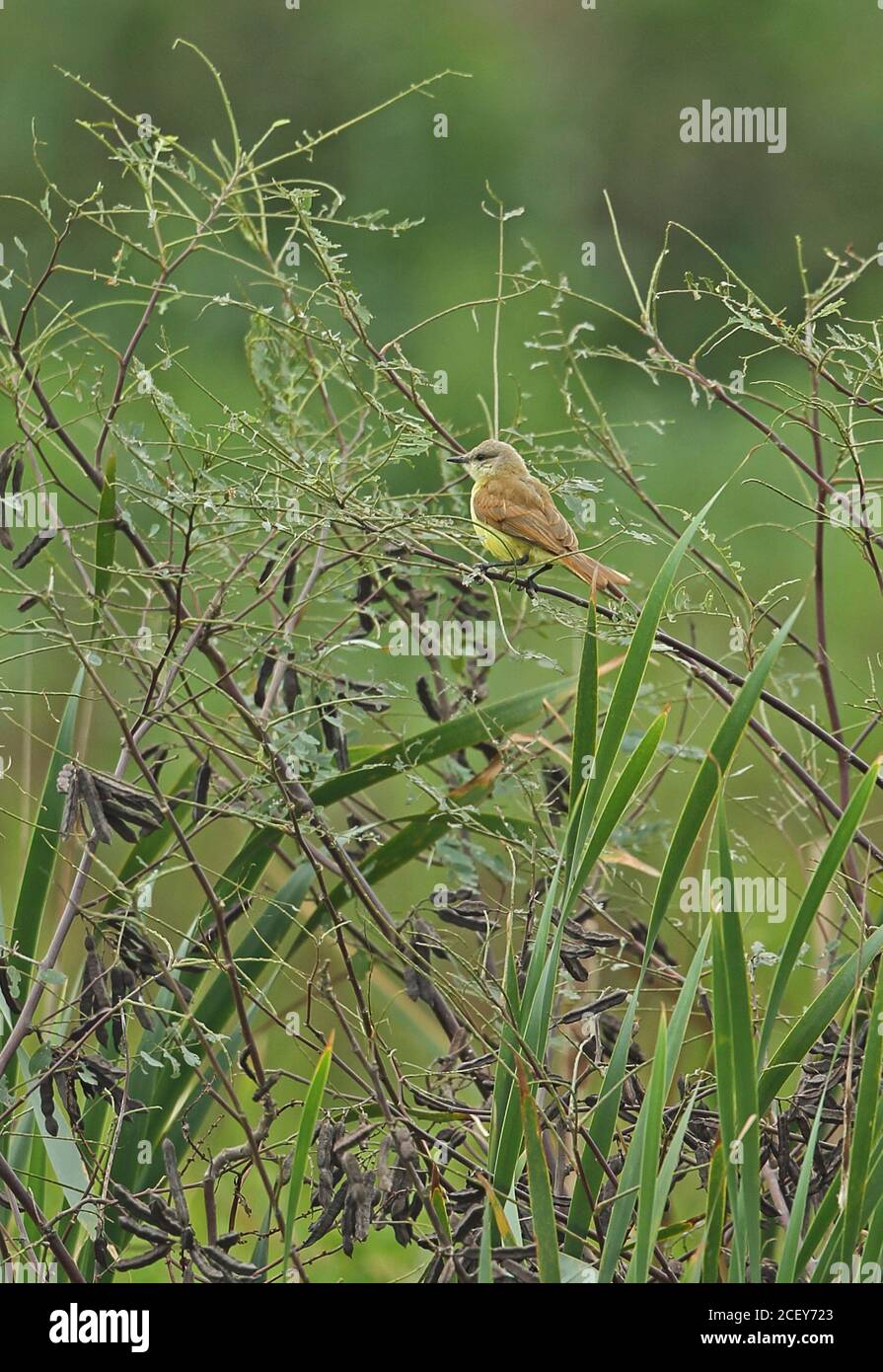 Cattle Tyrant (Machetornis rixosa rixosa) adult perched in wetland ...