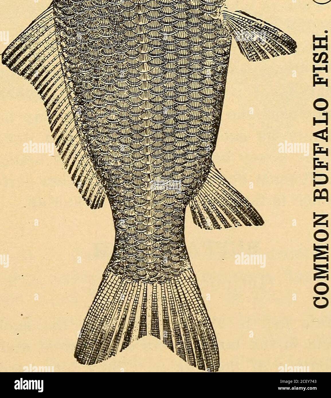 Horned pout hi-res stock photography and images - Alamy