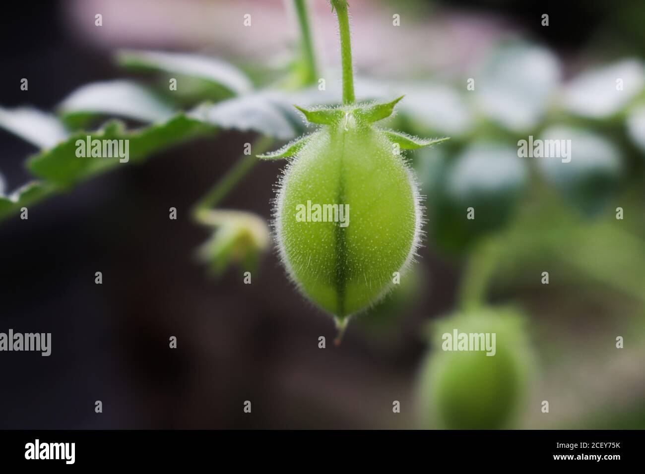 Egyptian peas hi-res stock photography and images - Alamy