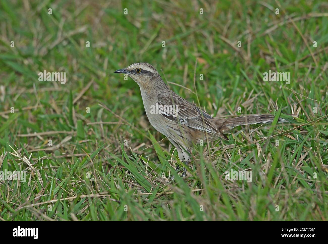 Chalk-browed Mockingbird (Mimus saturninus frater) adult standing on ...