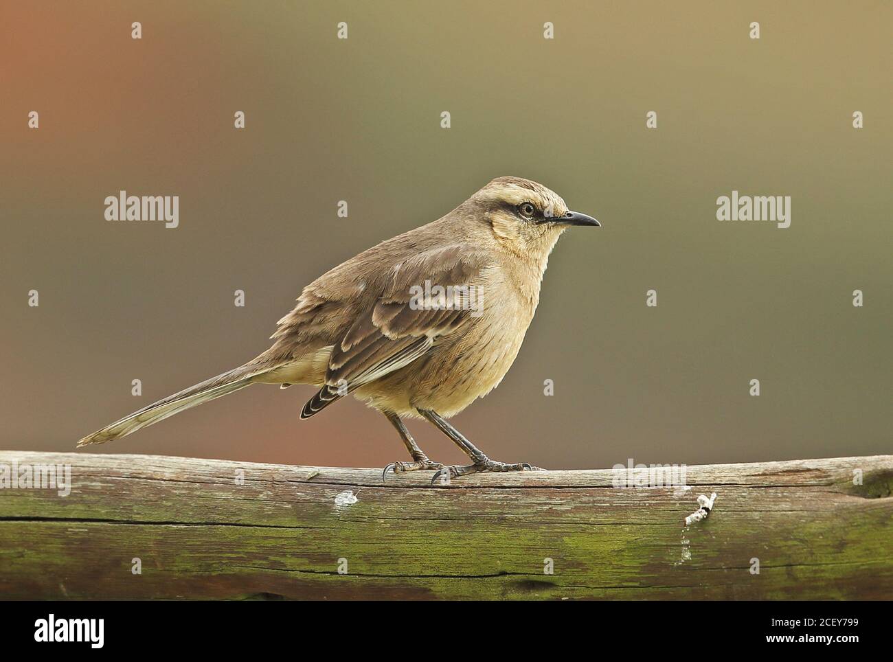 Chalk-browed Mockingbird (Mimus saturninus frater) adult perched on ...
