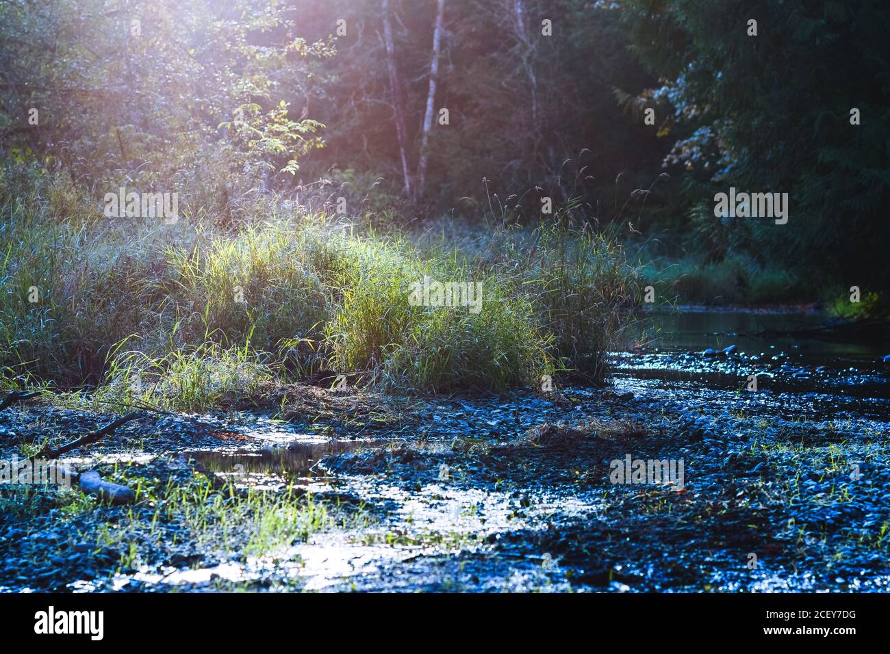 Beautiful light from early summer sun lights up foliage along creek ...